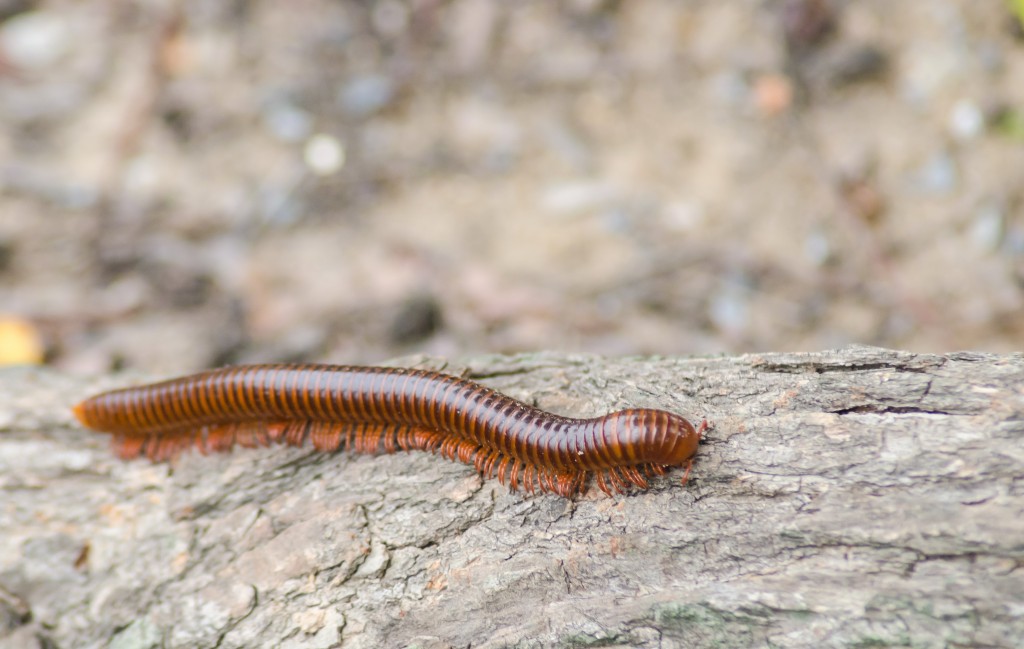 millipede | Sawyer Exterminating