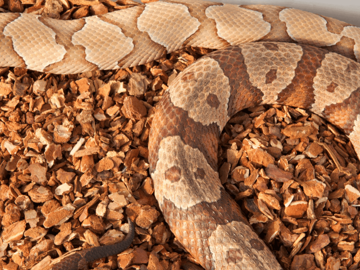 How to Keep Snakes Away from Your North Carolina Property This November ...